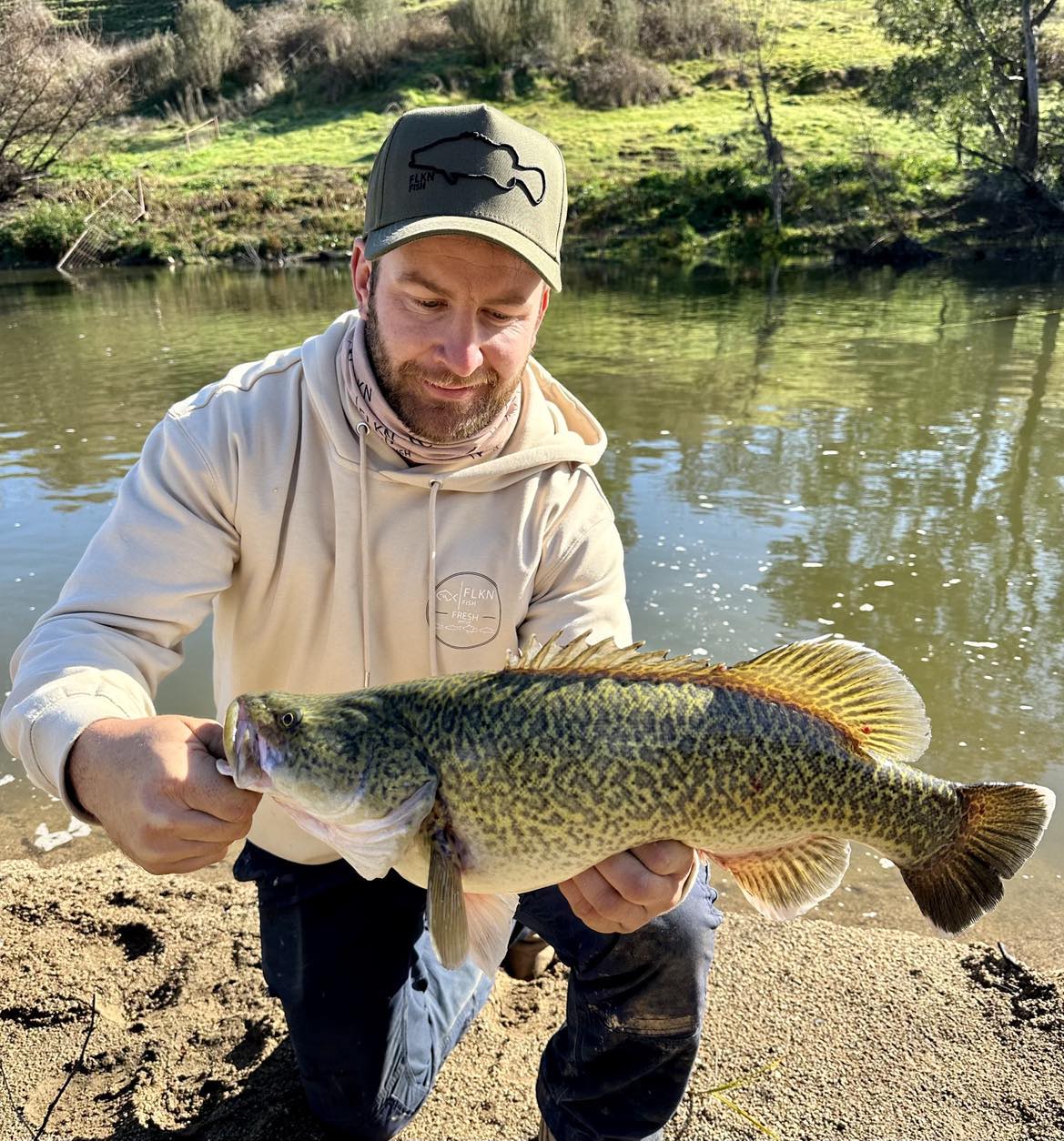 Murray Cod – FLKN FISH